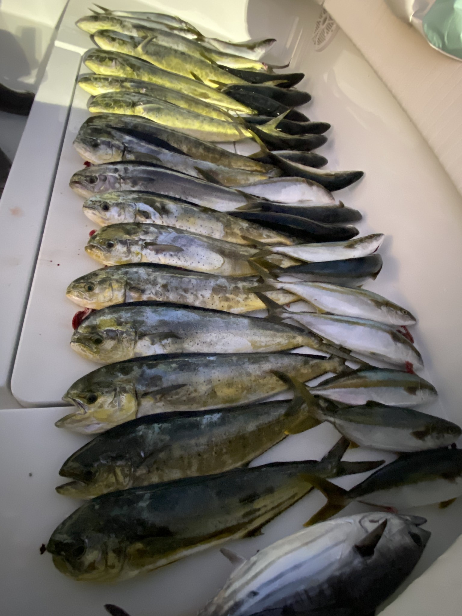 Plentiful dorado and limits of yellowtail ! - Billykfishing Catch More Fish