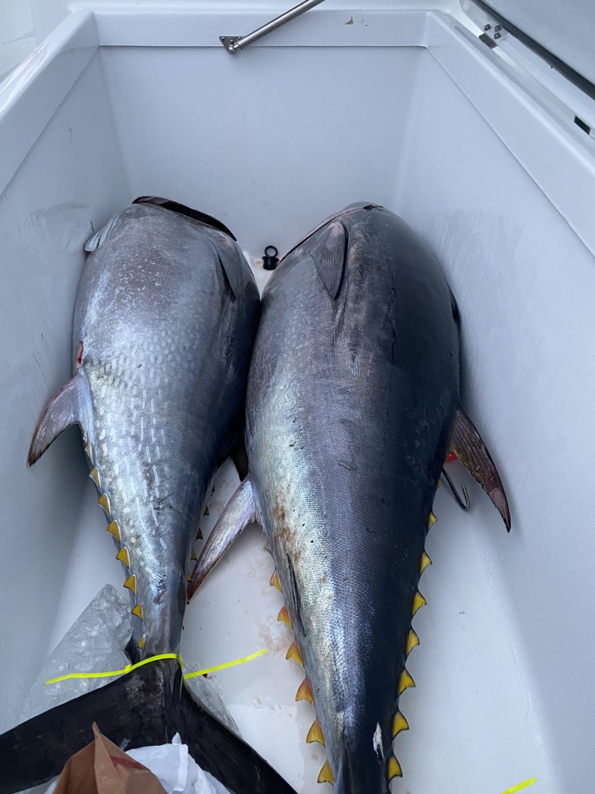 Bluefin On the Move - Billykfishing Catch More Fish