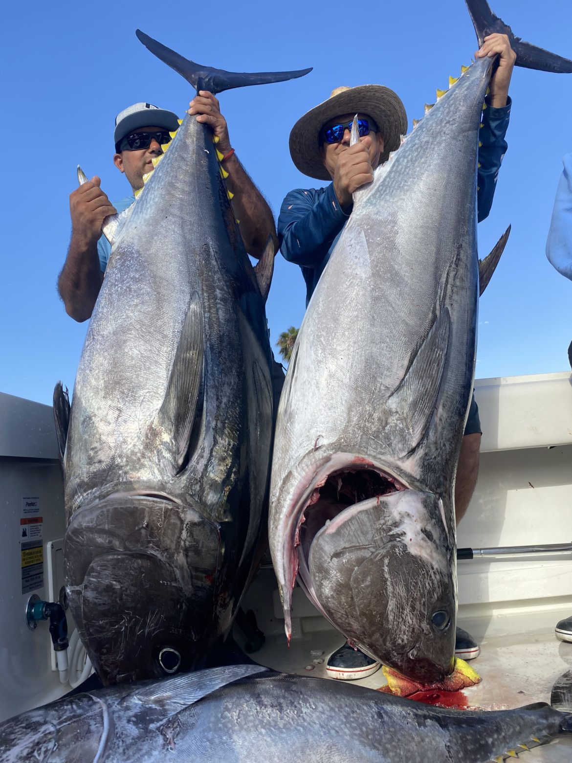 BIG Cow Bluefin in Us waters !!!! - Billykfishing Catch More Fish