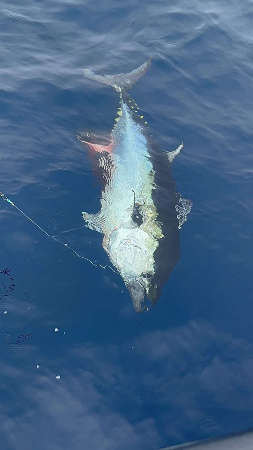 Biting Different Methods! - Billykfishing Catch More Fish